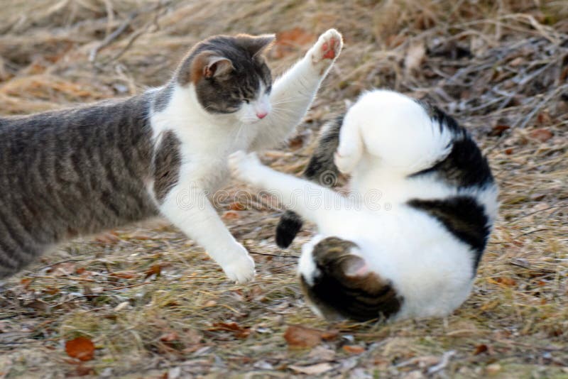 Dos Gatos Peleando Entre Ellos Imagen de archivo - Imagen de retrato ...