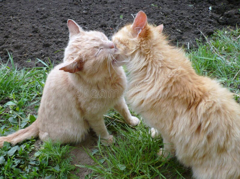 Gatti rossi immagine stock. Immagine di seduta, erba - 45916205