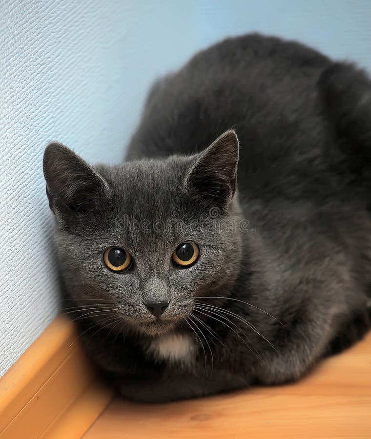 Gattino blu russo immagine stock. Immagine di nazionale - 55922091