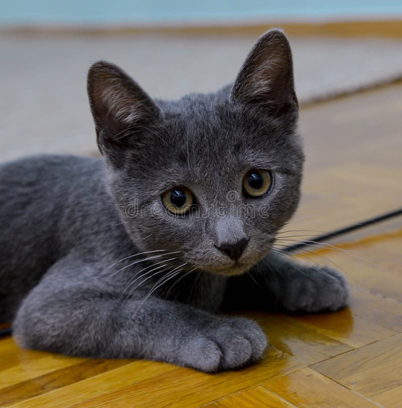 Gatto blu russo immagine stock. Immagine di seduta, occhi - 22828571
