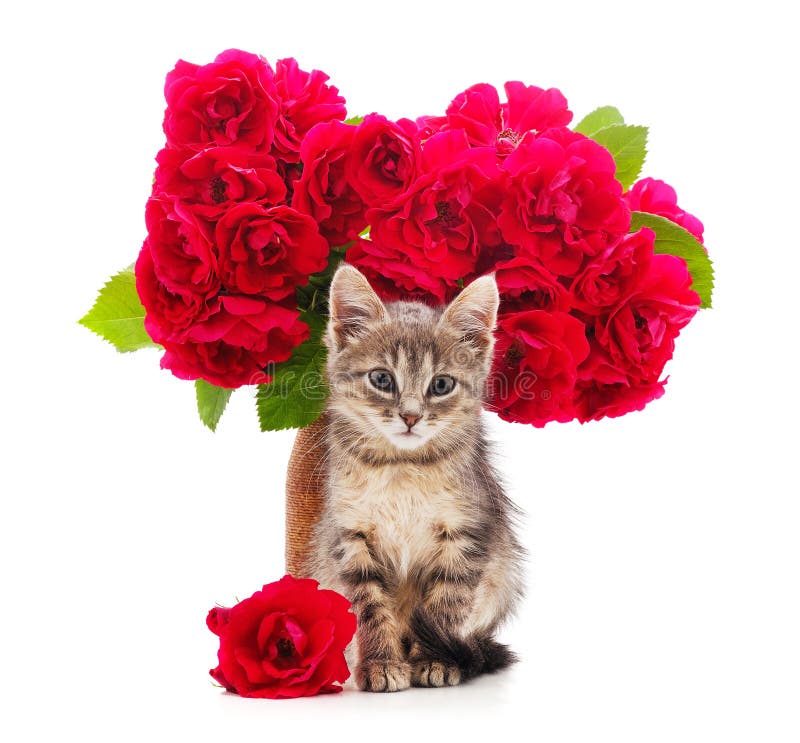 Gattino e rose rosse immagine stock. Immagine di bellezza - 159825657