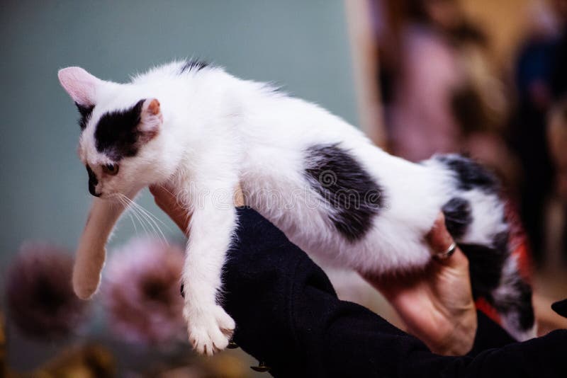Gattino Ritratto Di Un Gatto Buffo Fotografia Stock - Immagine di ...