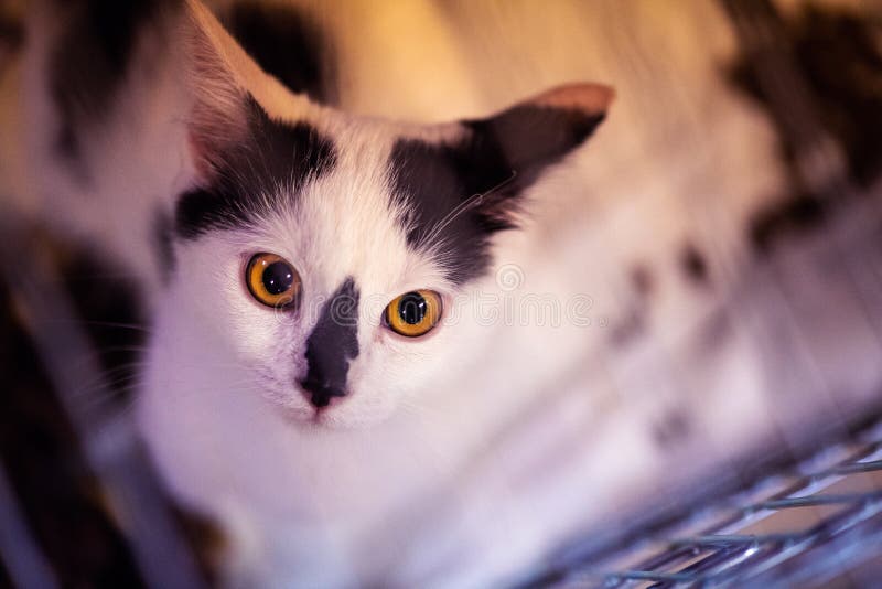 Gattino Ritratto Di Un Gatto Buffo Fotografia Stock - Immagine di ...
