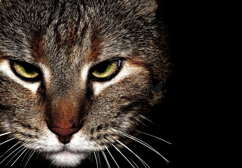 Un gatto strabico immagine stock. Immagine di distinto - 154635215