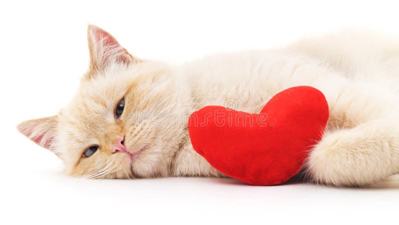 Gatto Circa Il Regalo Bianco Con Cuore Rosso Fotografia Stock ...