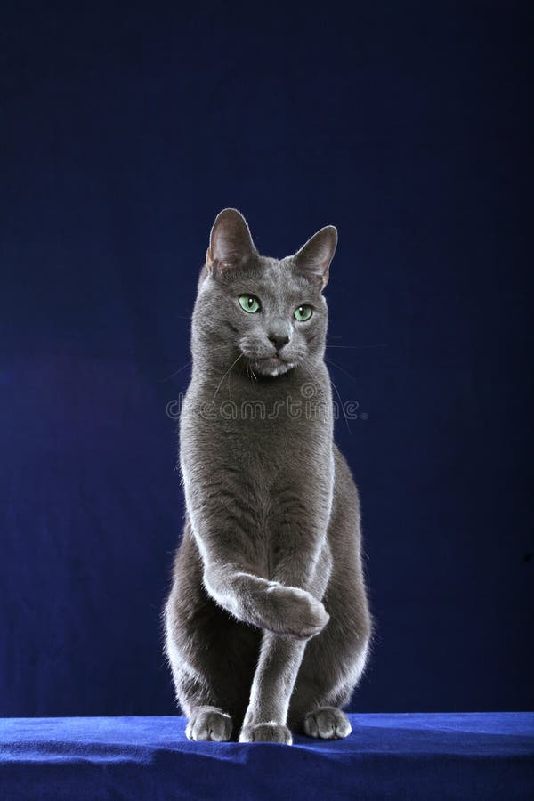 Gatto blu russo immagine stock. Immagine di razza, russo - 14175337