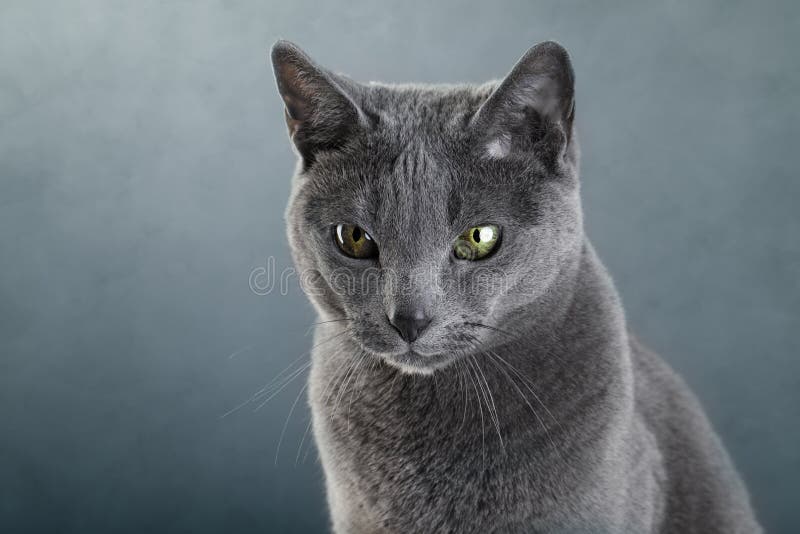 Gatto Blu Russo Con Fondo Grigio Normale Immagine Stock - Immagine di ...