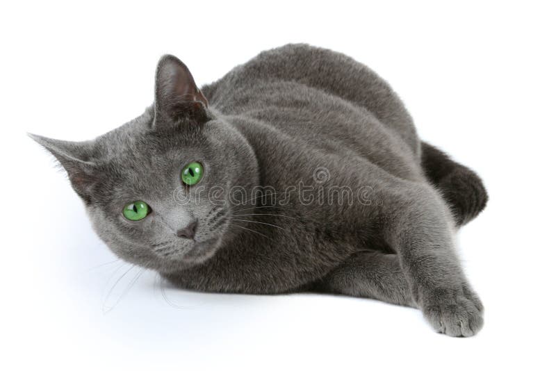 Gatto blu russo immagine stock. Immagine di pedigree, veterinario - 5211123