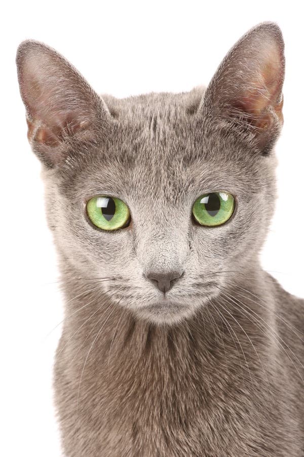 Gatto blu russo immagine stock. Immagine di pedigree, espressione - 9903325