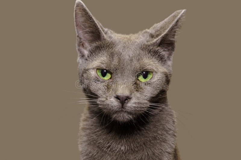 Gatto Blu Russo Con Fondo Grigio Normale Immagine Stock - Immagine di ...