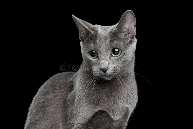 Gatto Blu Russo Su Fondo Nero Immagine Stock - Immagine di carnivoro ...