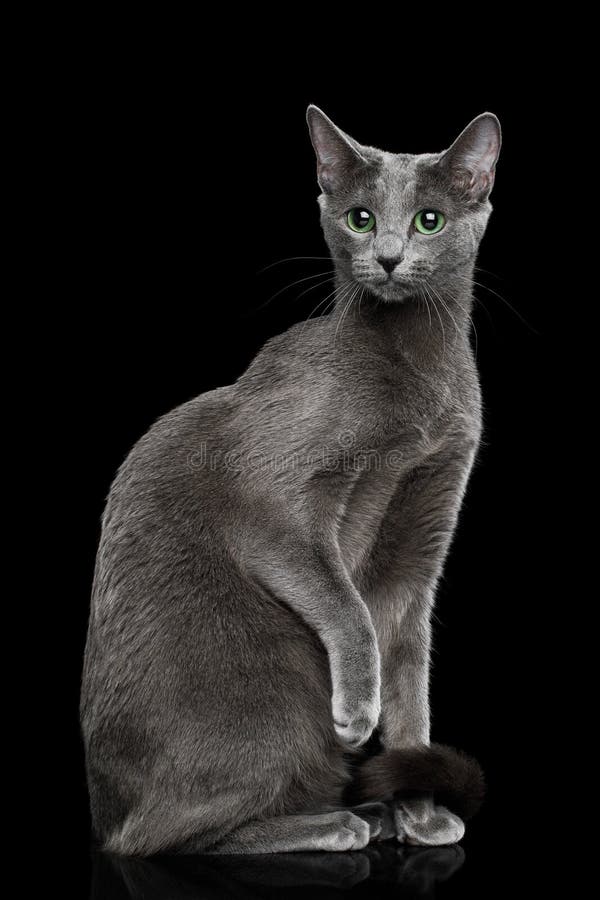 Gatto Blu Russo Su Fondo Nero Fotografia Stock - Immagine di adorabile ...