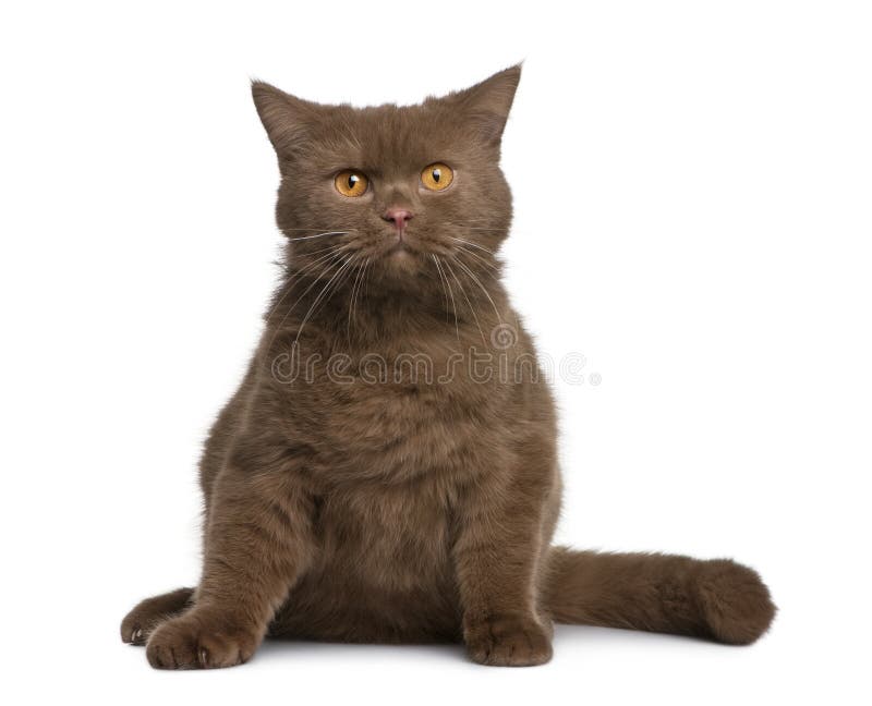 Gatto British Shorthair, 11 Mesi Immagine Stock - Immagine di lunghezza ...