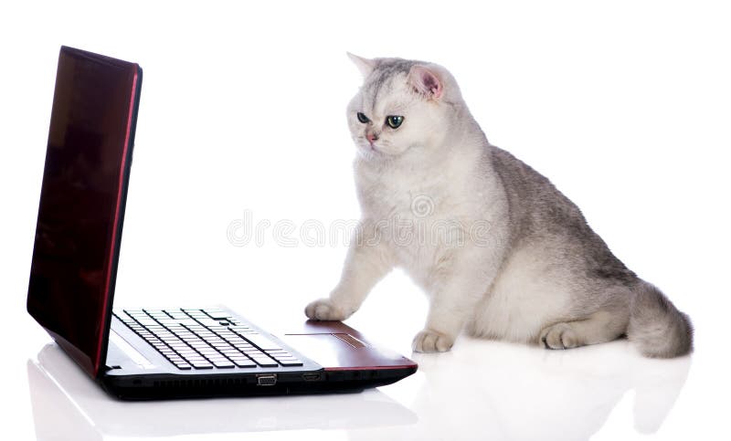 Gatto British Shorthair Su Un Computer Immagine Stock - Immagine di ...