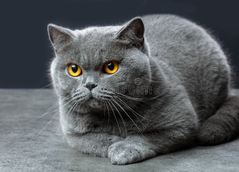 Gatto Britannico Di Shorthair Fotografia Stock - Immagine di ...