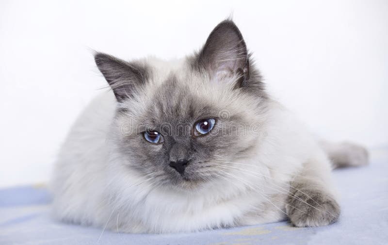 Gatto Con I Bei Occhi Azzurri, Ragdoll Immagine Stock - Immagine di ...