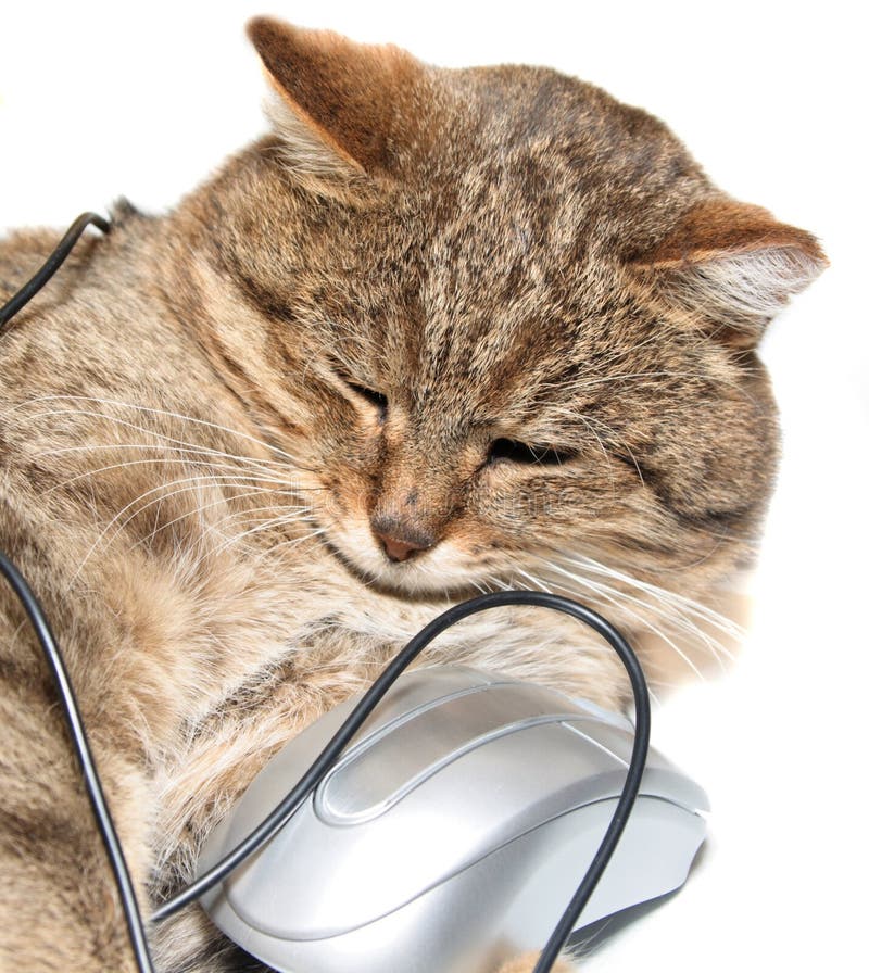 Gatto Sorpreso Che Si Siede Davanti Al Computer Portatile Ed Agli ...