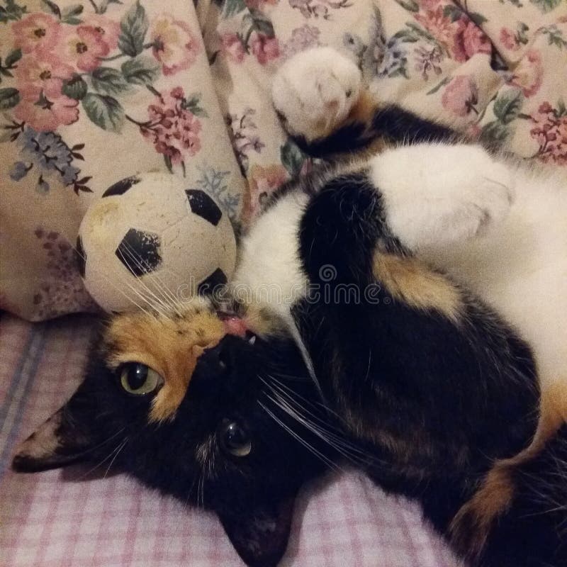 (Inganeko) - Profilo collaboratore di Dreamstime