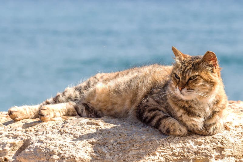 immagini di riserva di Gatto Mare - la sovranità di download 9,004 ...