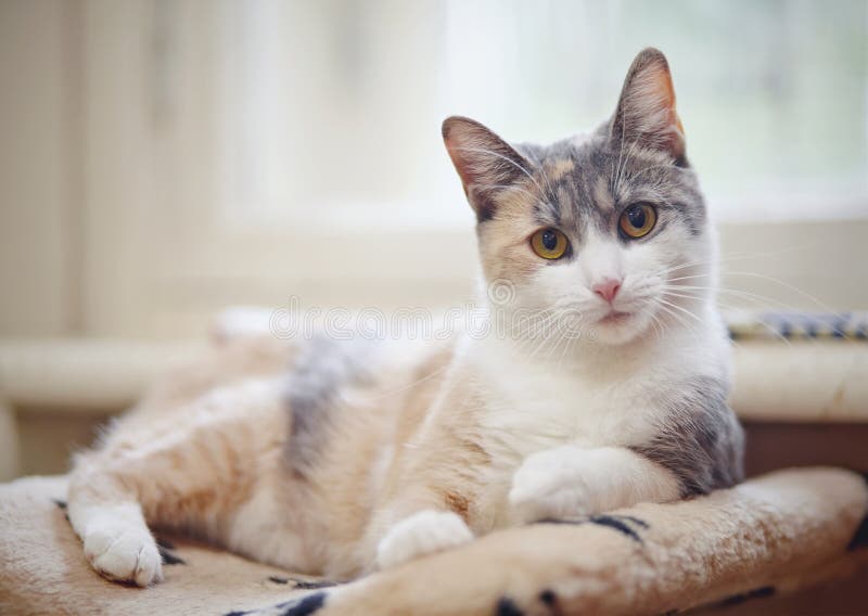 Di Piccolo Gattino Colorato Multi. Fotografia Stock - Immagine di gatto ...