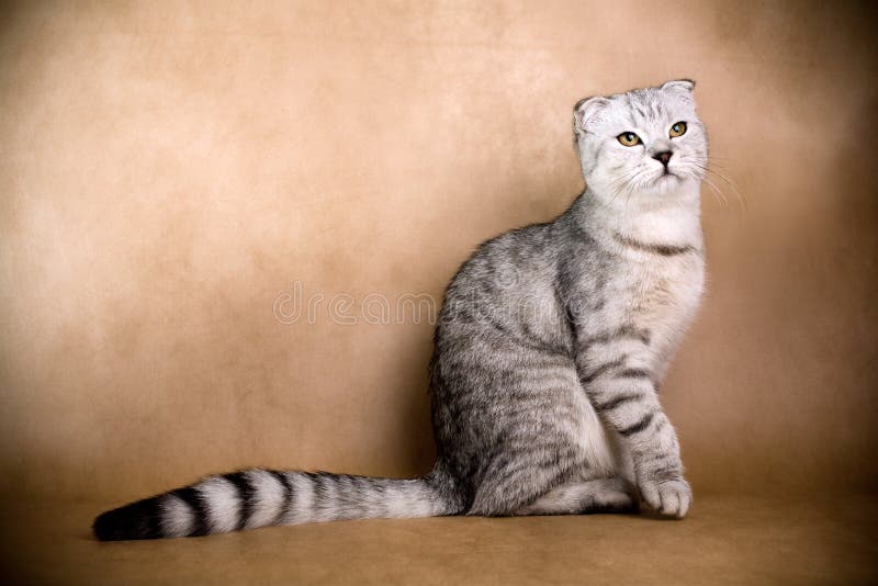 Gatto Grigio Del Popolare Dello Scottish Fotografia Stock - Immagine di ...