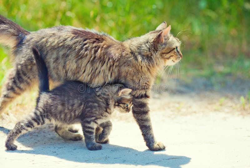 Gatto Della Mamma E Piccolo Gattino Fotografia Stock - Immagine di ...
