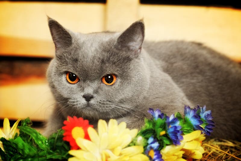 Gatto British Shorthair fotografia stock. Immagine di occhi - 30940940