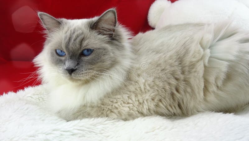 GATTO RAGDOLL fotografia stock. Immagine di gatto, animale - 89467360