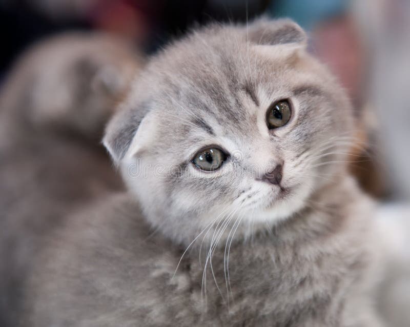 Gatto di razza immagine stock. Immagine di bello, curioso - 18910405