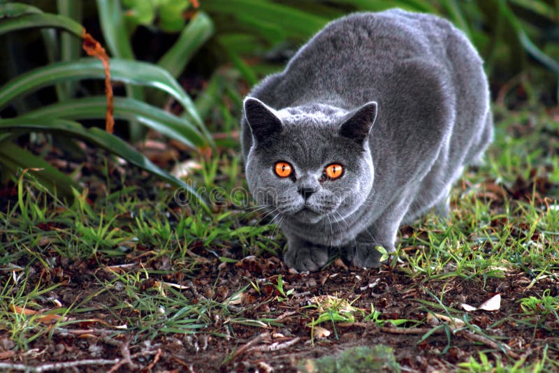 Gatto Di Razza Blu Britannico Immagine Stock - Immagine di inglese ...
