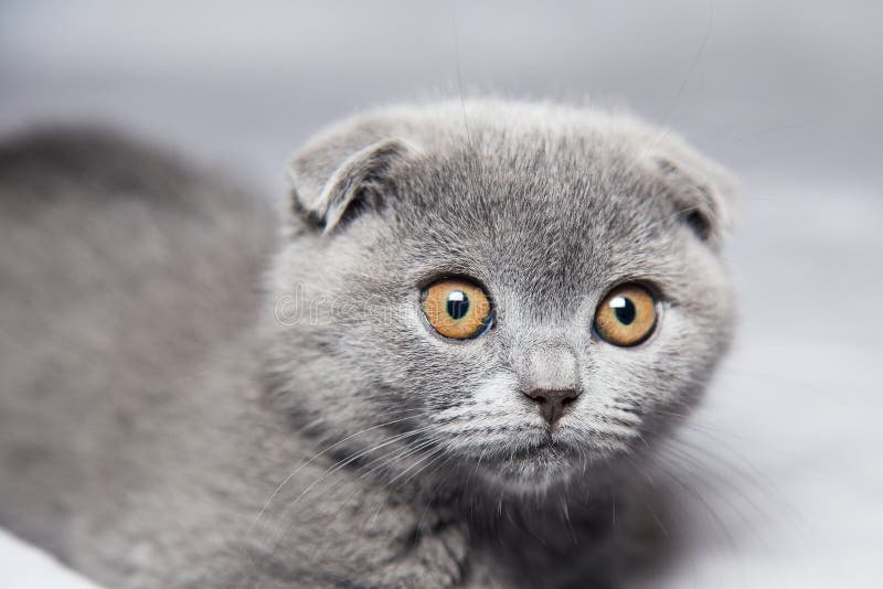 Gatto Di Shorthair Dello Scottish Immagine Stock - Immagine di gattino ...