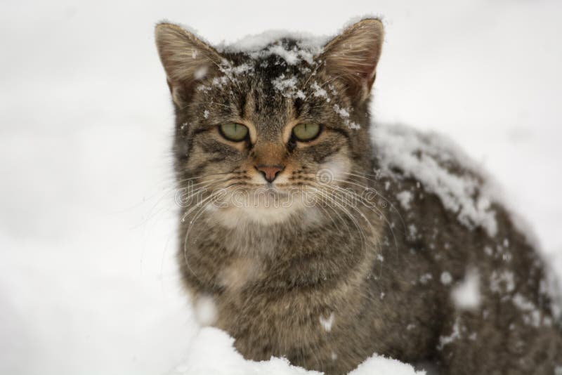 Gatto Di Soriano Nella Neve Immagine Stock - Immagine di felino ...