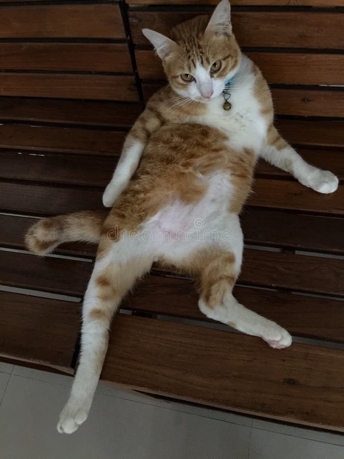 Gatto Dolce Di Rilassamento Immagine Stock - Immagine di album, animali ...