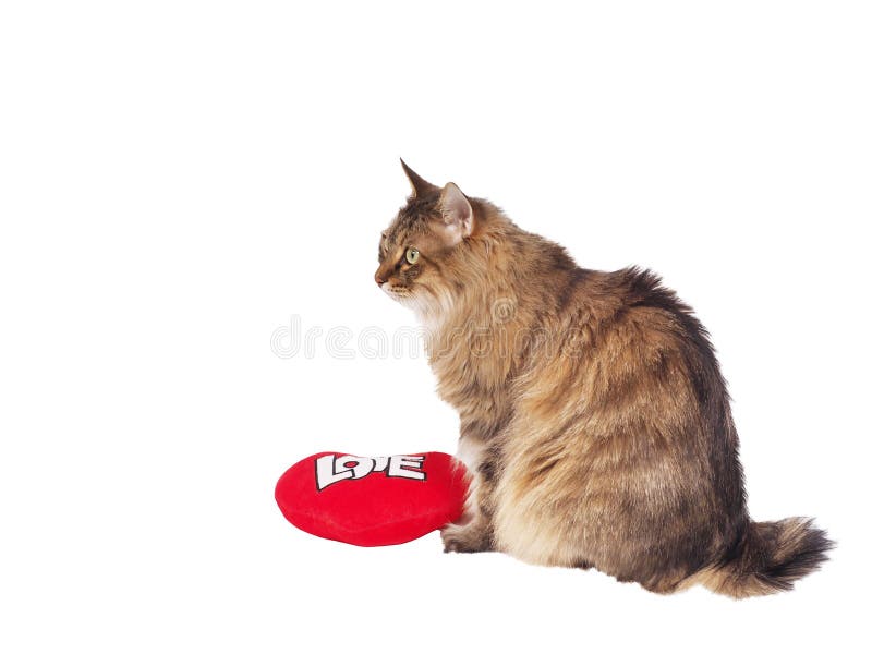 Gatto Domestico Con Cuore Rosso Molle Tema Di Valentin Immagine Stock ...