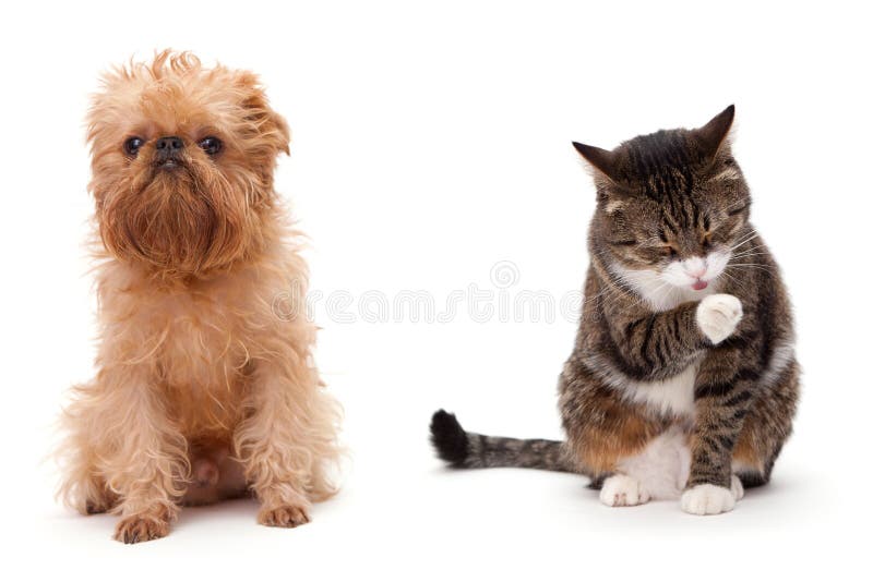 Gatto e cane fotografia stock. Immagine di striato, animale - 29574038