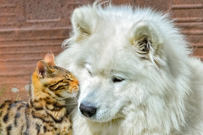 Gatto e cane insieme immagine stock. Immagine di fronte - 132711153