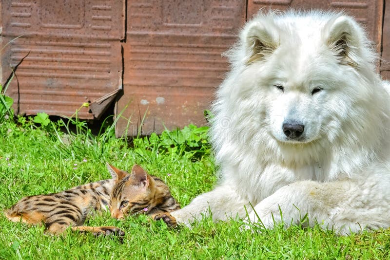 Gatto e cane insieme immagine stock. Immagine di animale - 132711469