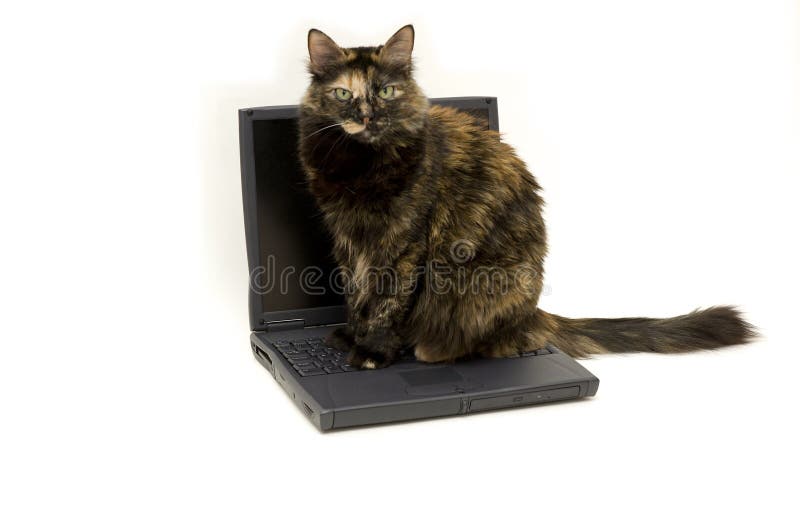 Gatto e computer portatile immagine stock. Immagine di funzionamento ...