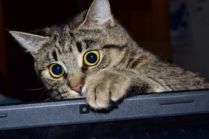 Gatto e computer portatile fotografia stock. Immagine di divertente ...