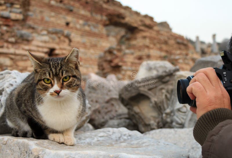 Fotografo del gatto fotografia stock. Immagine di studio - 27028594