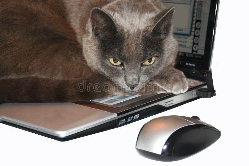 Gatto E Mouse Del Computer Portatile Fotografia Stock - Immagine di ...
