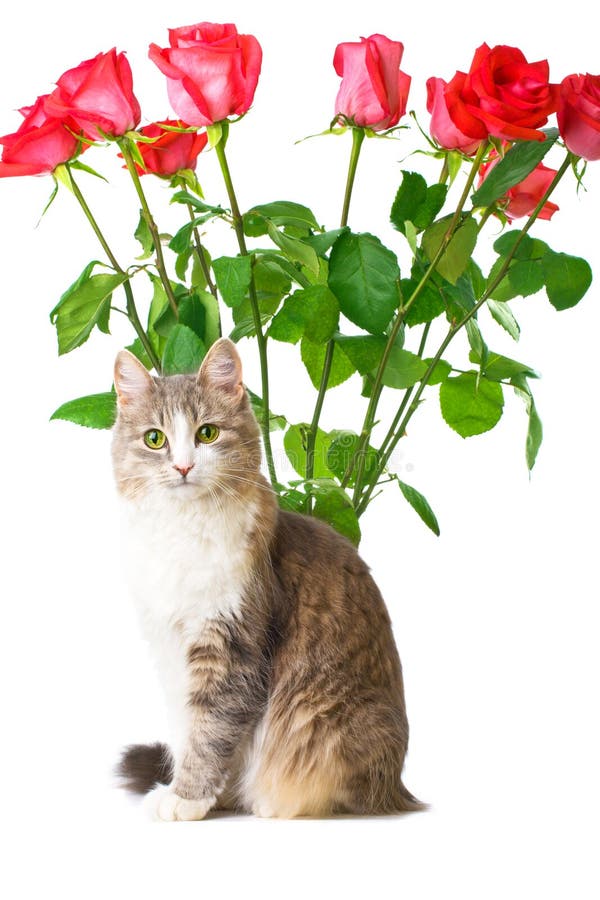 Gatto e rose immagine stock. Immagine di occhi, grigio - 6057167