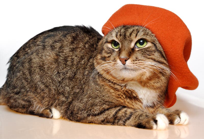 Gatto francese del pittore fotografia stock. Immagine di bello - 491040