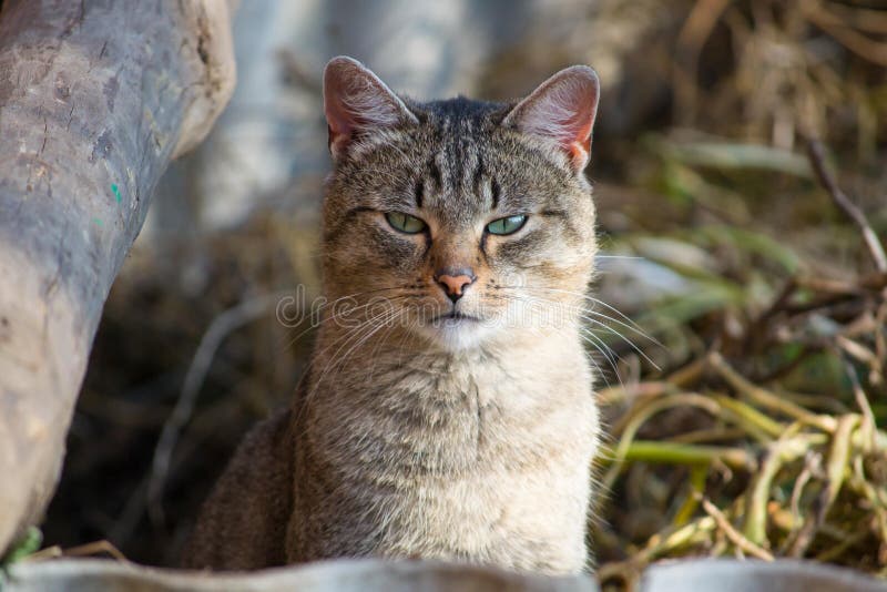 Gatto Nell Agguato Foto Stock - Download 63 Royalty Free Photos