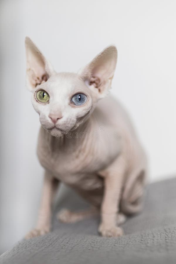 Gatto Glabro Bianco Osservato Dispari Dello Sphynx Fotografia Stock ...