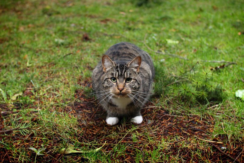 Gatto grasso affamato immagine stock. Immagine di grigio - 59829345