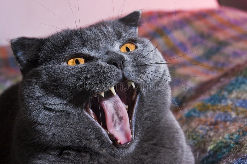 Gatto grasso fotografia stock. Immagine di gattino, grasso - 12831698