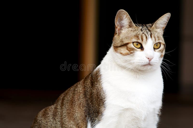 Gatto grasso immagine stock. Immagine di naso, gatto, chiusura - 229157