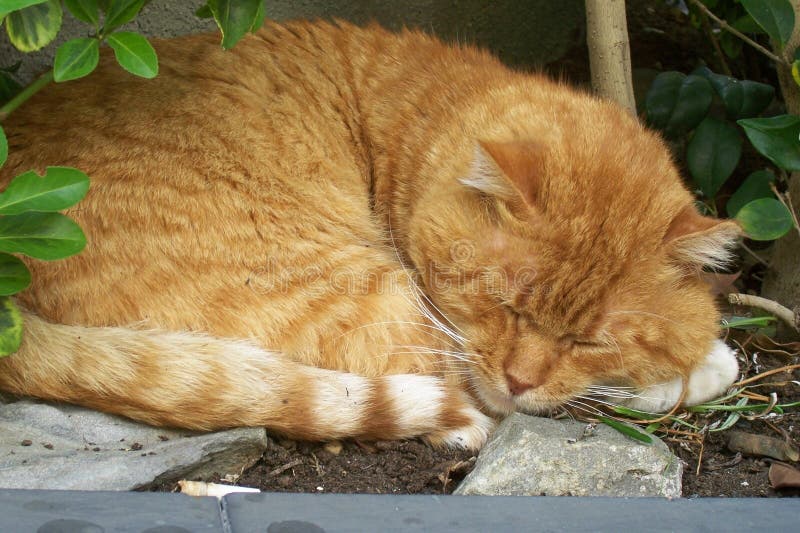 Gatto Rosso Grasso - Gatto Rosso Immagine Stock - Immagine di grasso ...