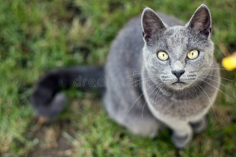Gatto grigio fotografia stock. Immagine di grigio, erba - 45445016